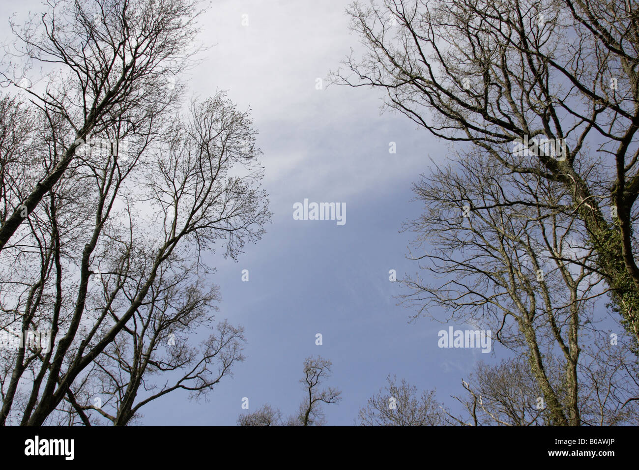 Looking Up Through Trees High Resolution Stock Photography and Images ...