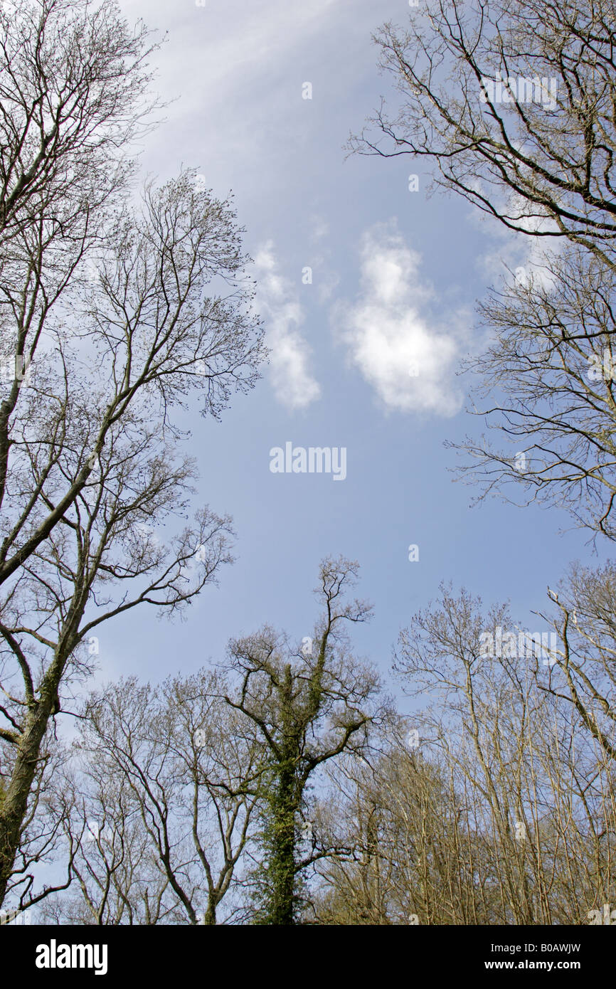 Looking up sky through trees hi-res stock photography and images - Alamy