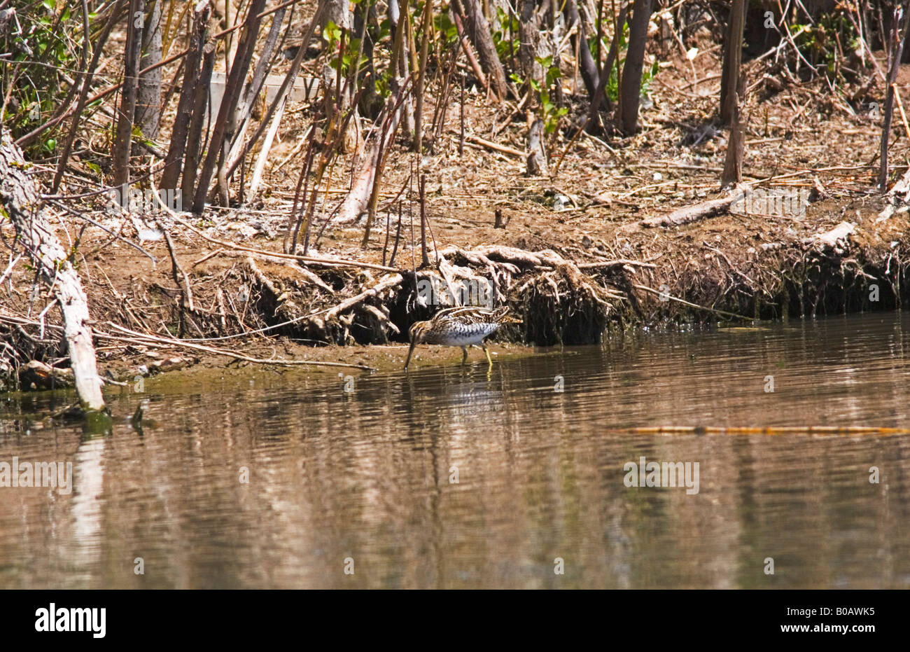 American Bittern Botaurus lentiginosus Stock Photo - Alamy