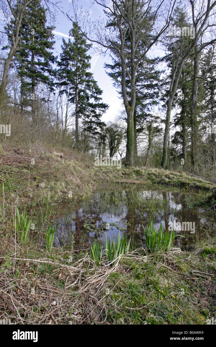 Woodland pond in early spring in Herefordshire Stock Photo - Alamy
