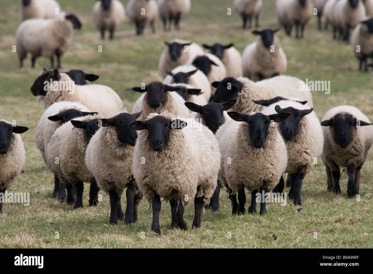 Sheep on the pastures of North Norfolk Stock Photo - Alamy