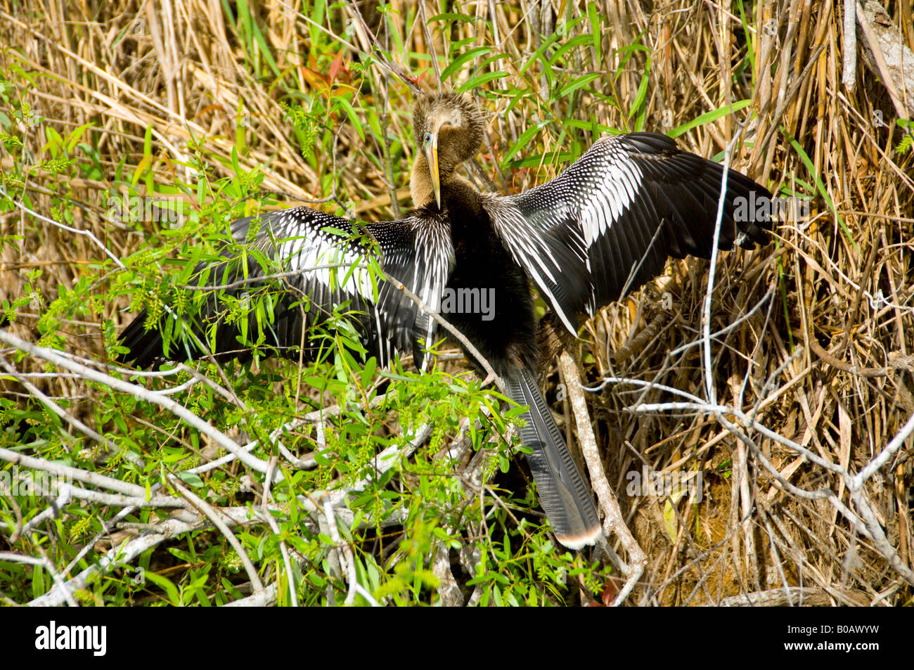 The Anhinga drying its wings in the Everglades National Park Florida ...