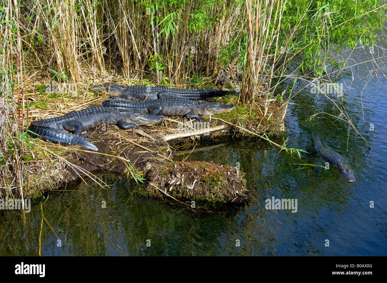 American alligators grass hi-res stock photography and images - Alamy
