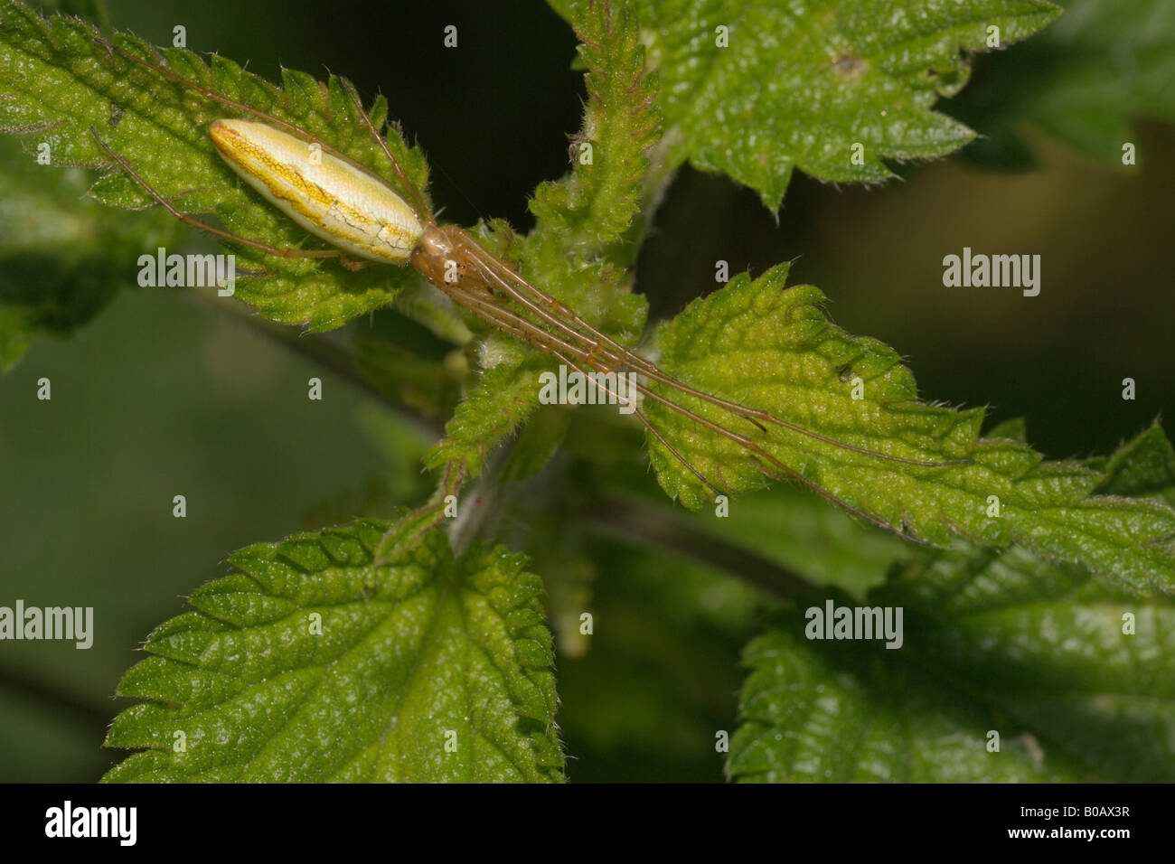 Large Jawed Orb Web Spider Tetragnatha montana on nettle leaves Stock ...