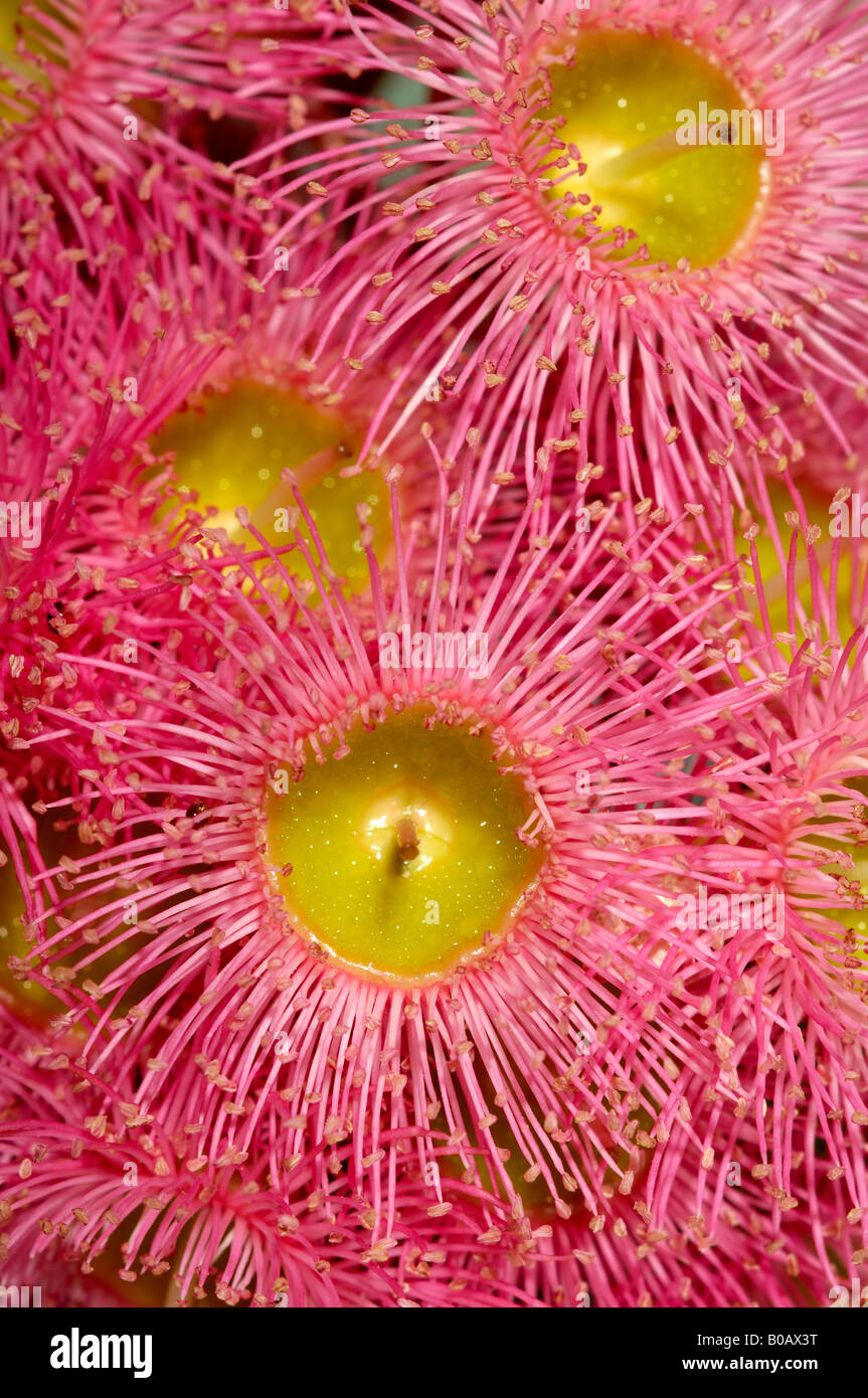 Red gum tree flowers Stock Photo - Alamy