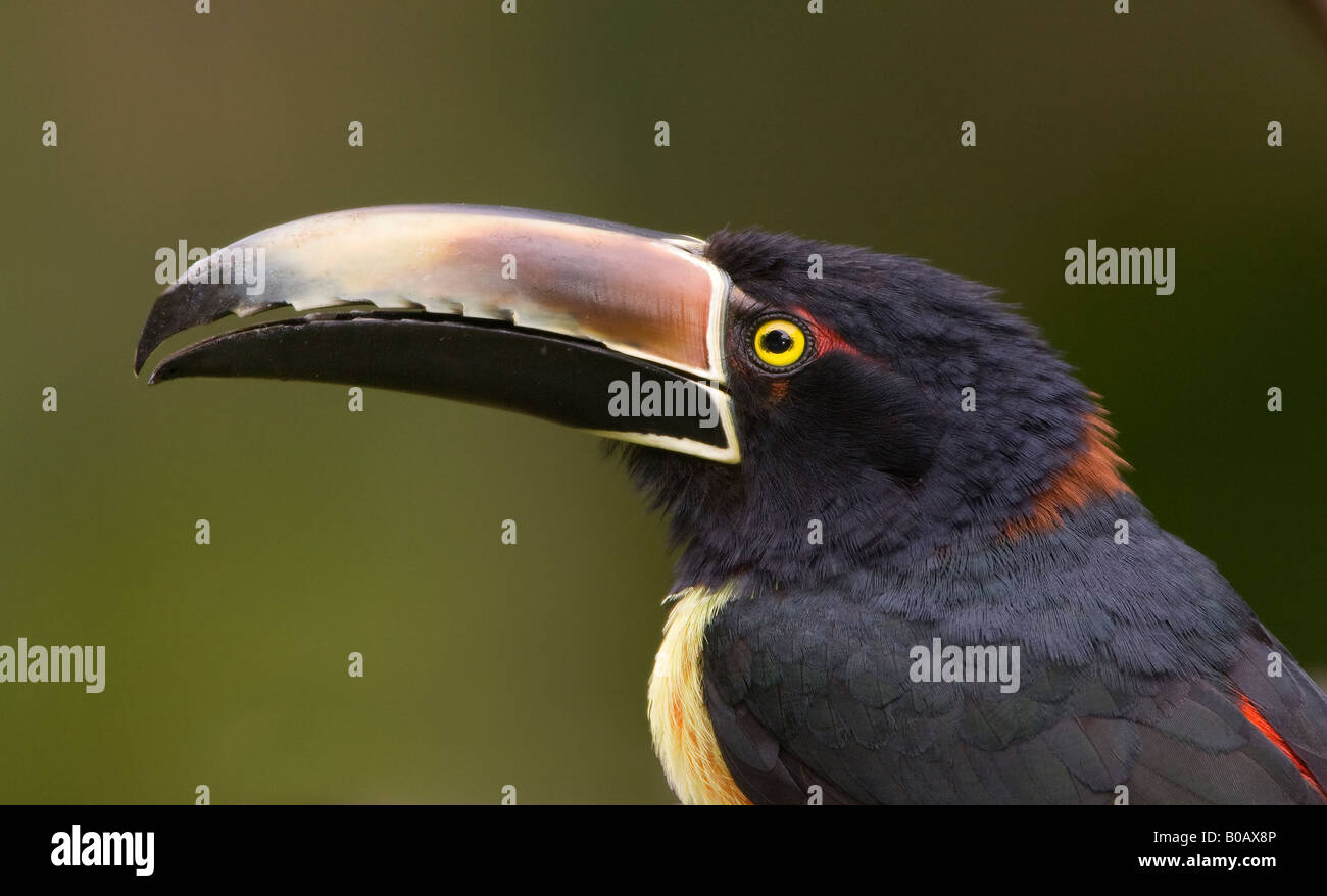Collared Aracari Portrait Closeup Stock Photo - Alamy