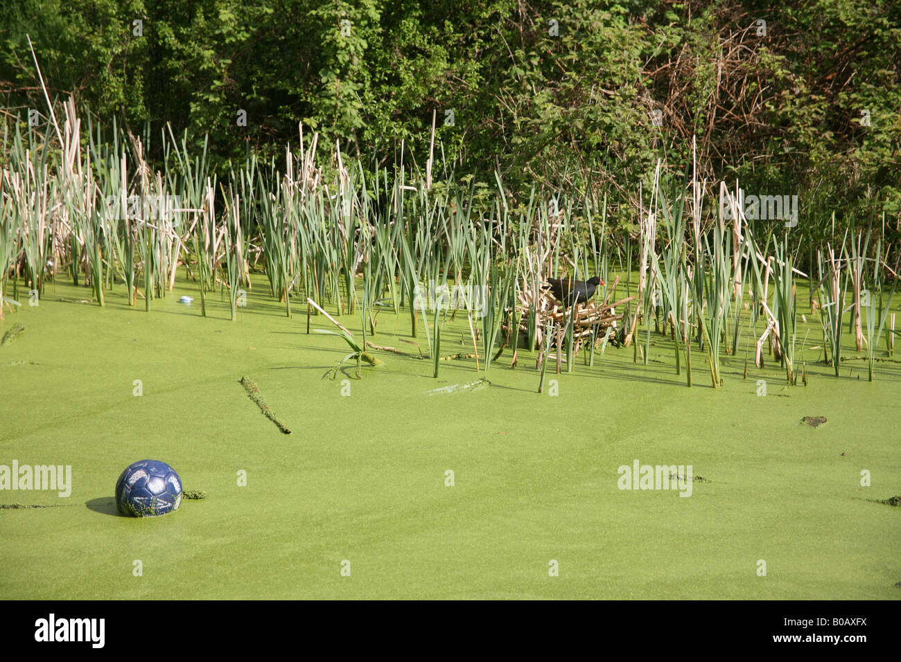 Common moorhen london hi-res stock photography and images - Alamy