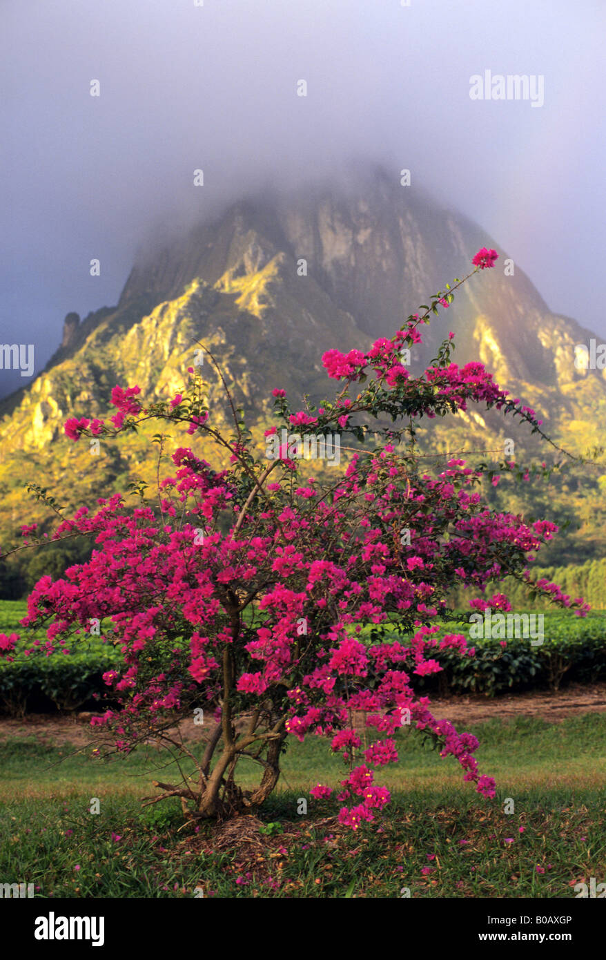 Mount Mulanje and bougainvillea tree, Malawi Stock Photo - Alamy