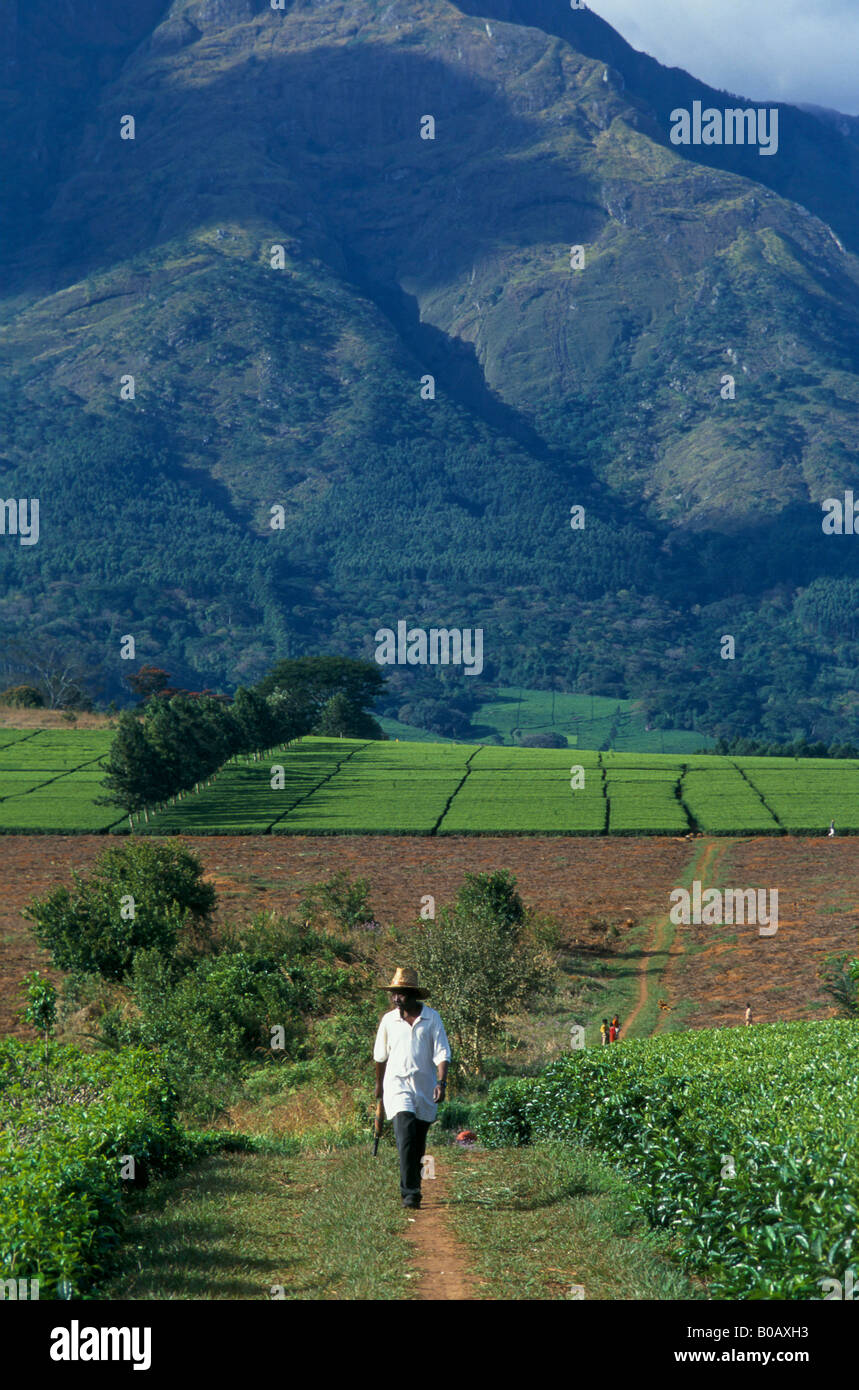 Man walking in tea estate, Mulanje, Malawi Stock Photo - Alamy