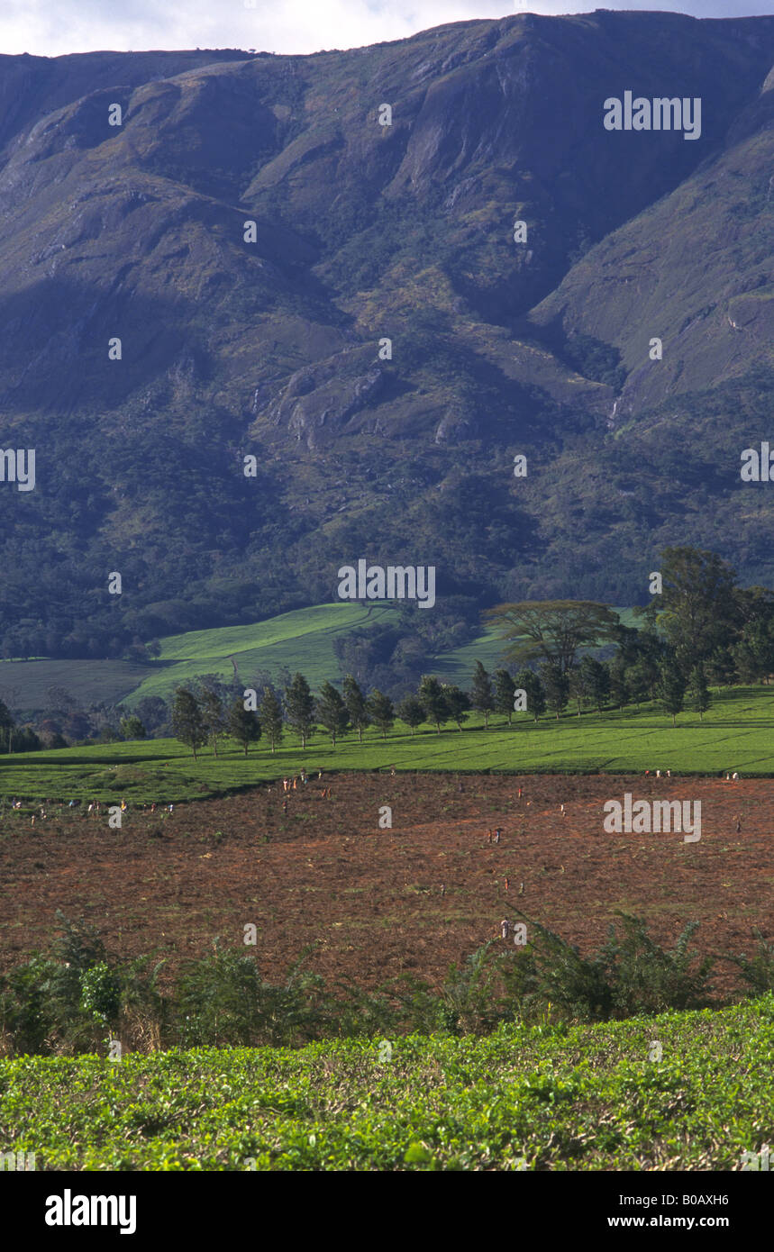 Tea plantation, workers replanting tea fields, Malawi Stock Photo - Alamy