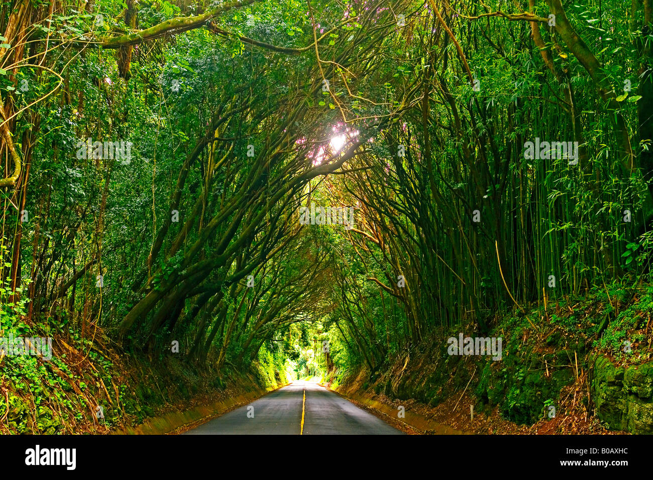 tree tunnel over Nuuanu Pali Hwy Stock Photo - Alamy