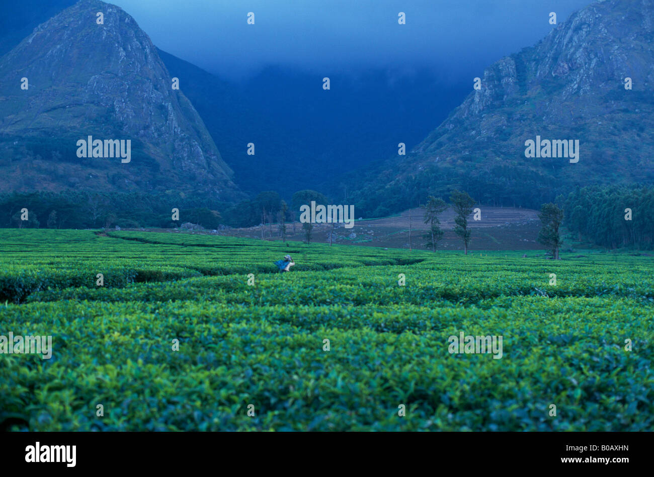 Tea production in Malawi, Africa Stock Photo - Alamy