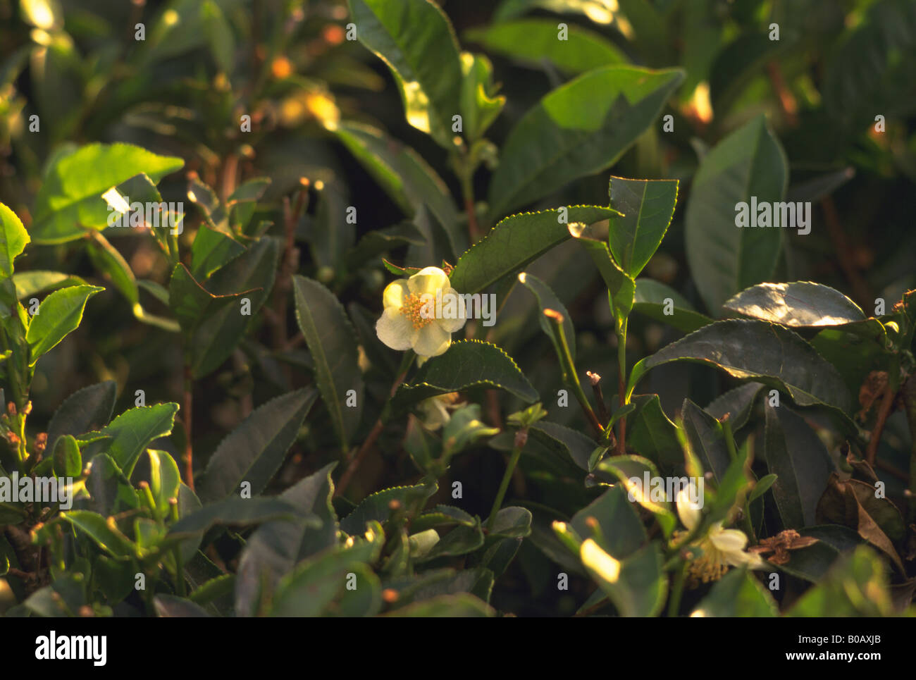 Flowering tea bush, Malawi Stock Photo - Alamy