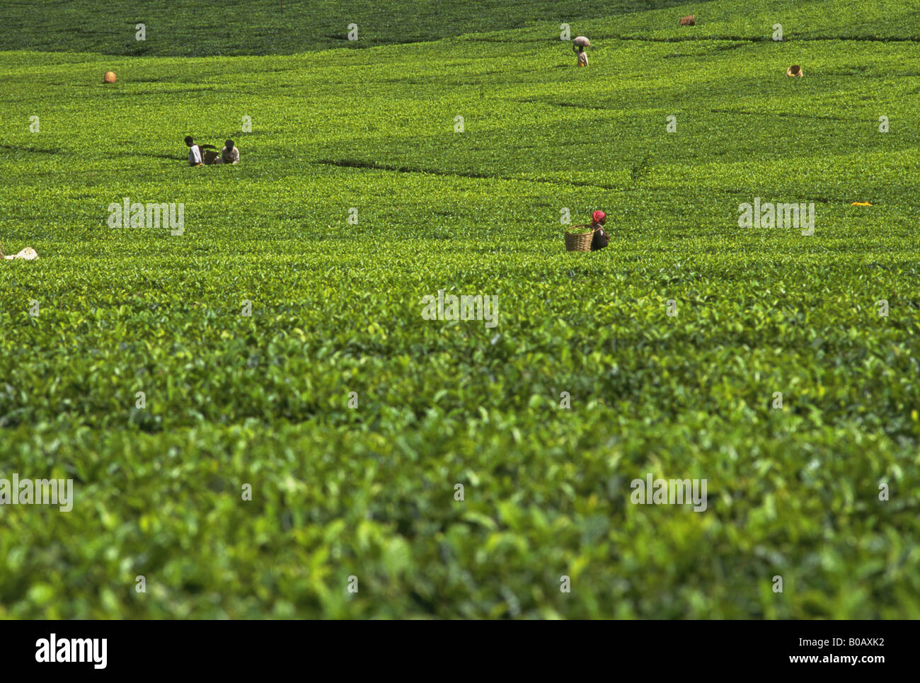 Malawi tea plantation hi-res stock photography and images - Alamy