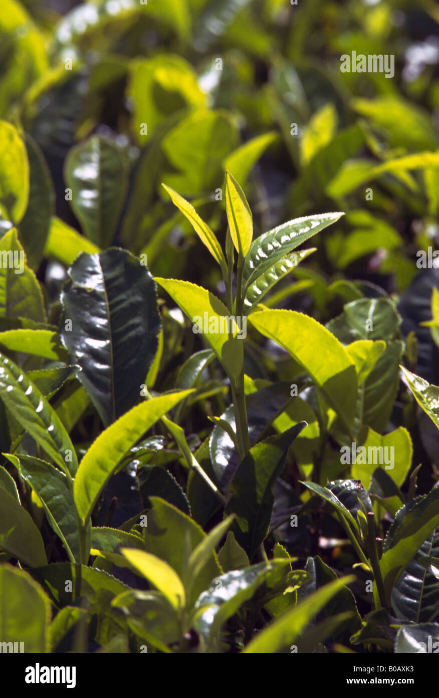 Tea production in Malawi, Africa Stock Photo - Alamy