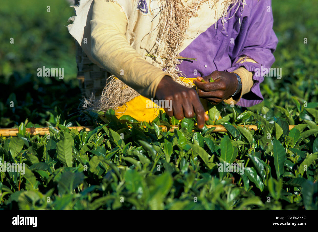 Man harvesting tea, Malawi Stock Photo - Alamy