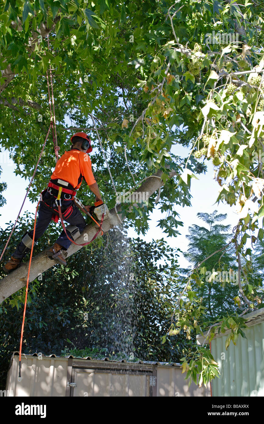 A worker with safety gears pruning a tree in Perth, Western Australia ...
