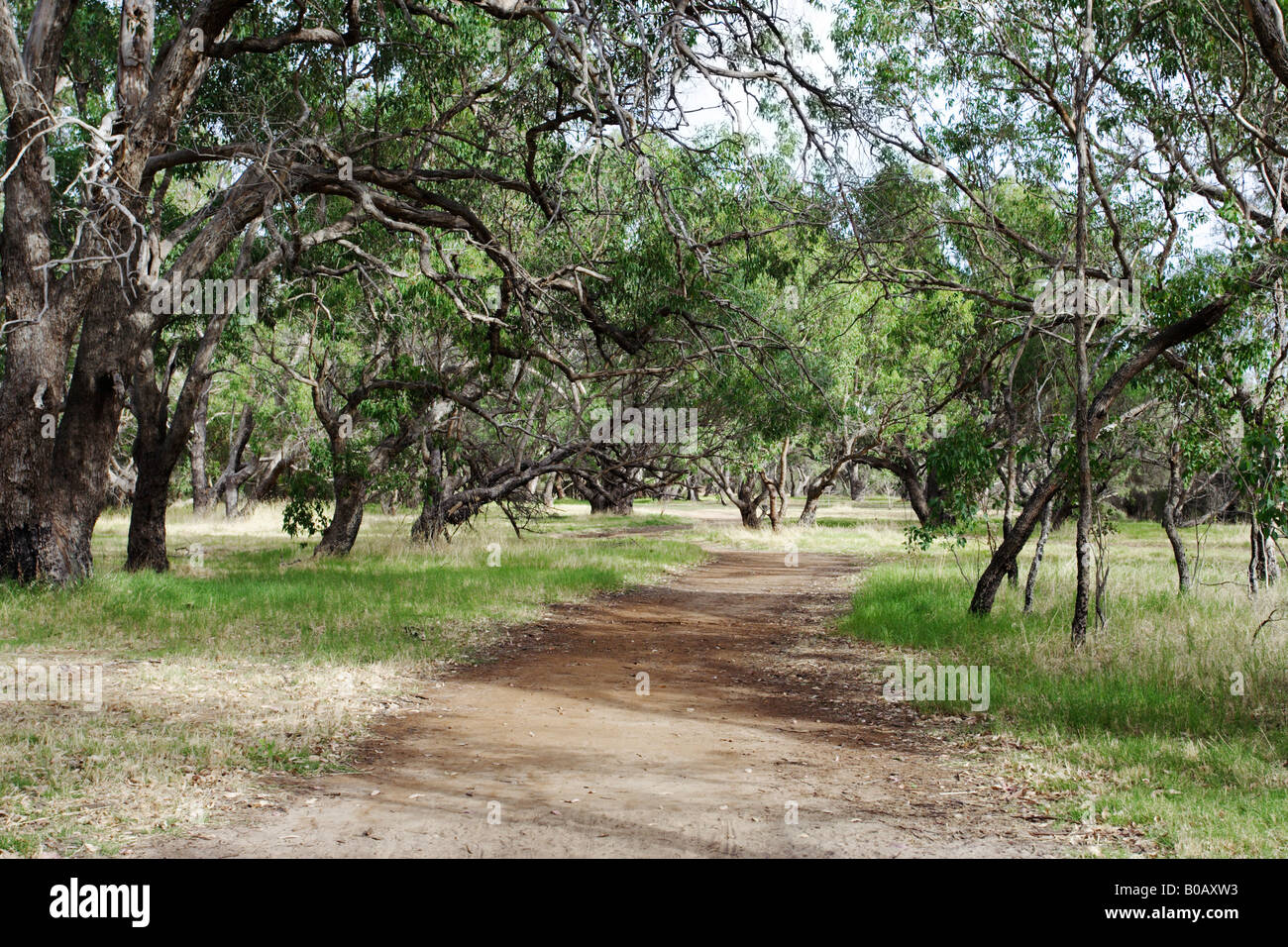 Footpath at Canning River Regional Park near Perth, Western Australia ...