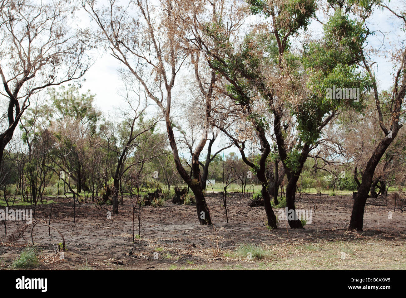 Burnt tree from bush fire at Canning River Regional Park near Perth ...