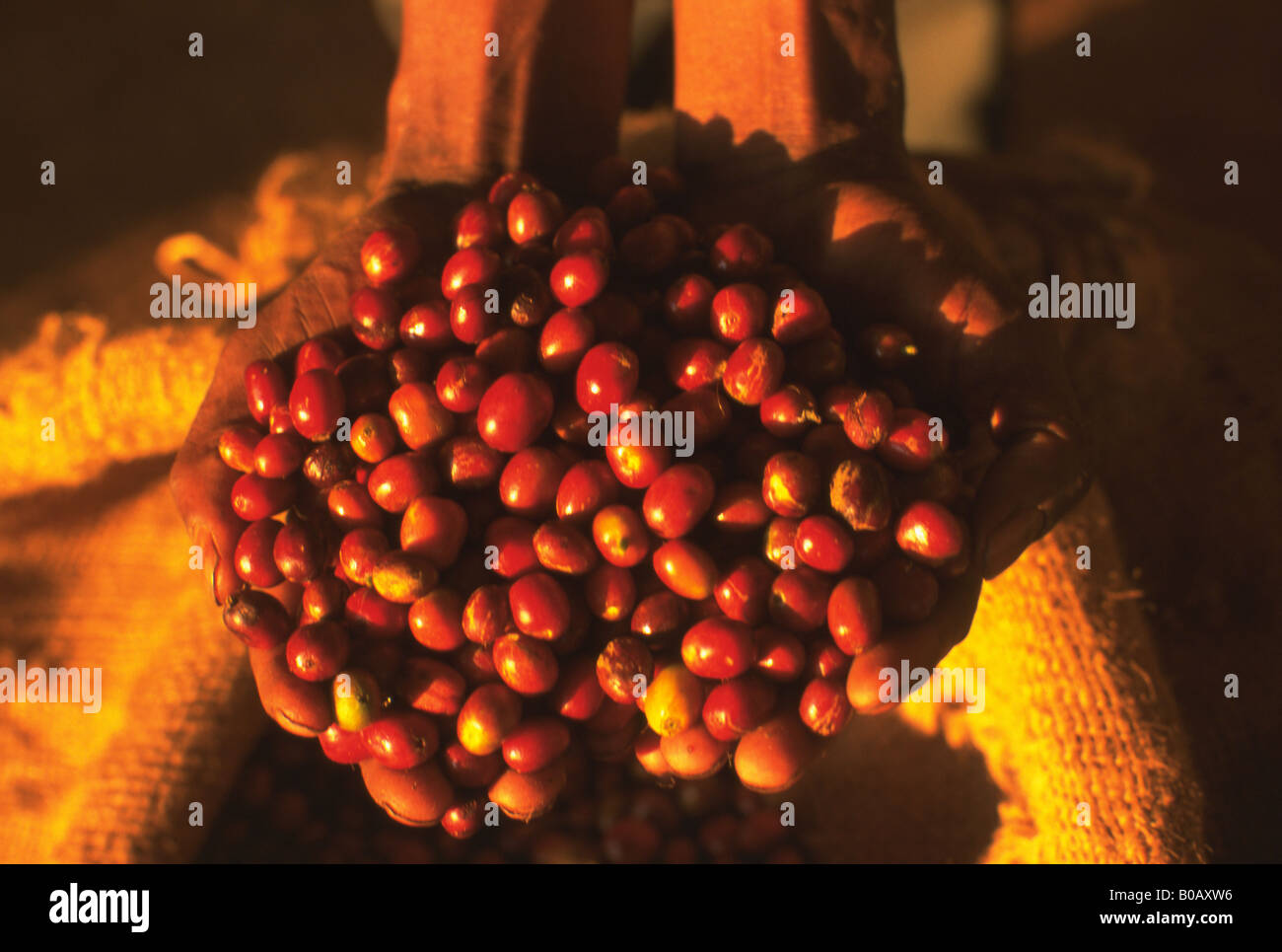 A handful of arabica coffee cherries, Ethiopia Stock Photo - Alamy