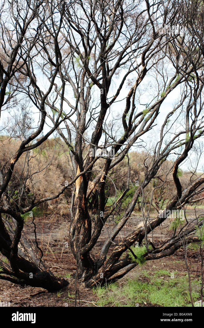 Burnt tree at Canning River Regional Park near Perth, Western Australia ...