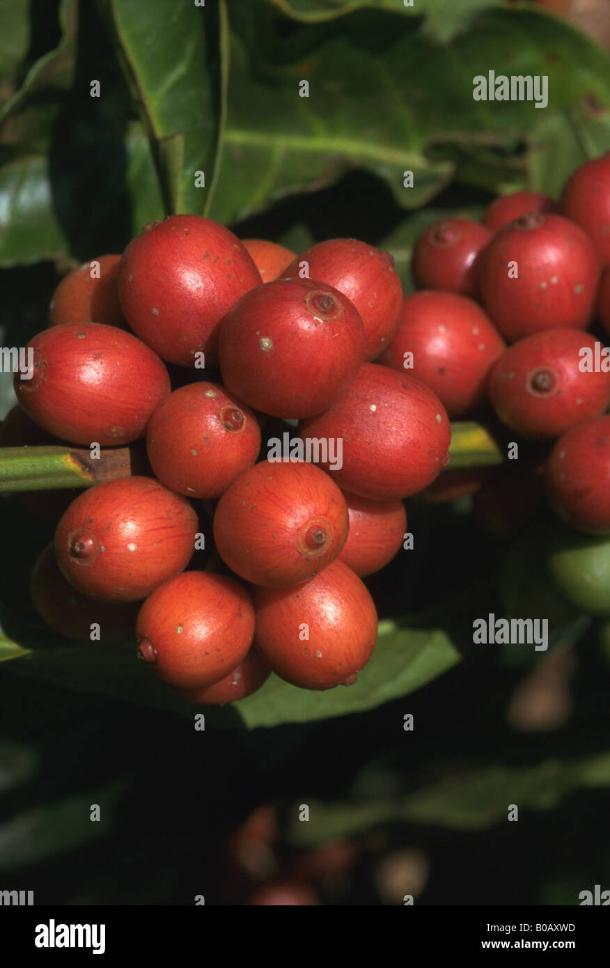Coffee cherries: The fruit of the coffee tree, Uganda Stock Photo - Alamy