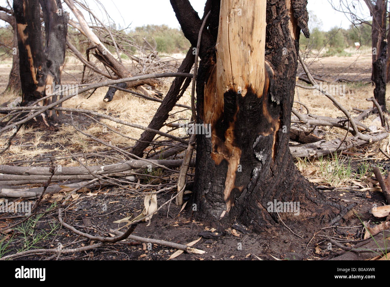 Burnt tree from bush fire at Canning River Regional Park near Perth ...