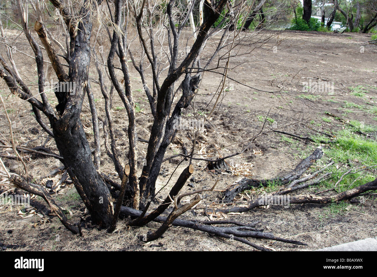 Burnt tree from bush fire at Canning River Regional Park near Perth ...
