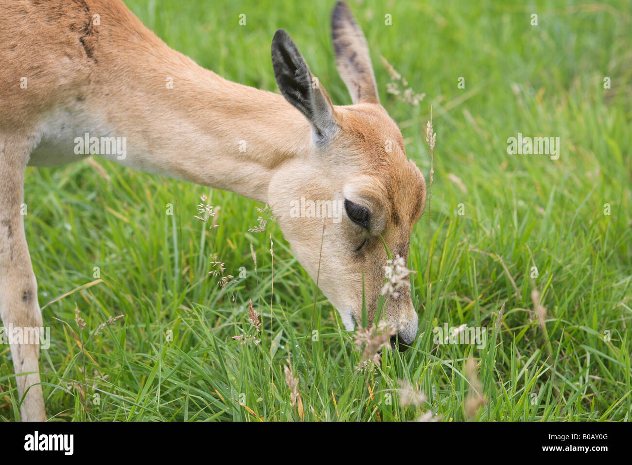Blackbuck Antilope cervicapra doe female grazing portrait Stock Photo ...