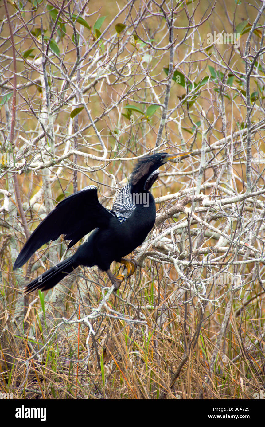 The Anhinga drying its feathers in the Everglades National Park Florida ...