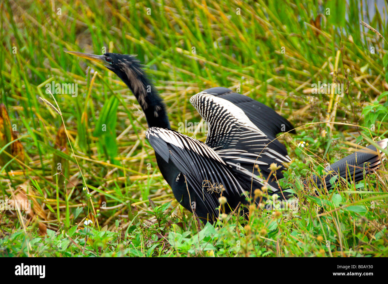 The Anhinga drying its feathers in the Everglades National Park Florida ...
