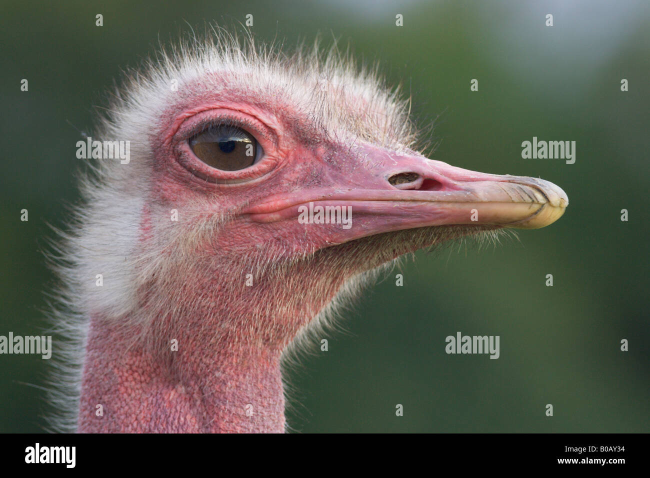 Ostrich Struthio camelus male close up of head in profile Stock Photo ...