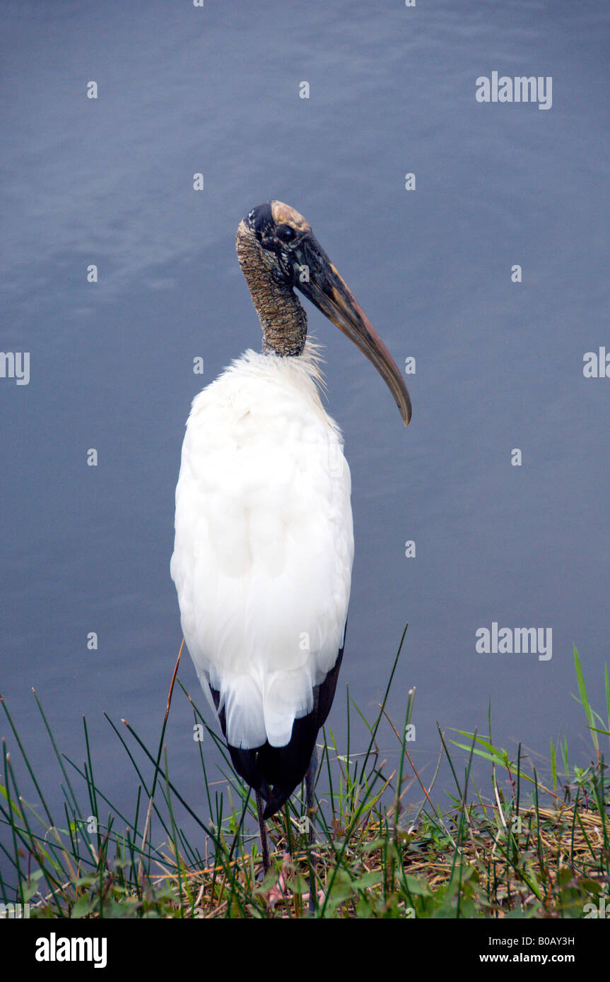 The Wood Stork in the Everglades National Park Florida USA Stock Photo ...