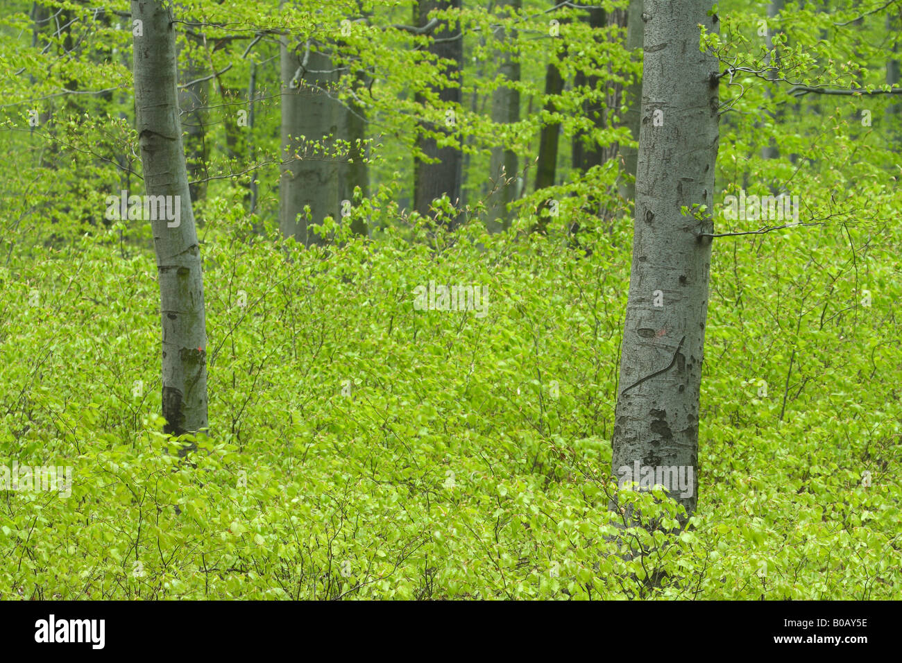 Beech trees in the springtime Fagus sylvatica Stock Photo - Alamy