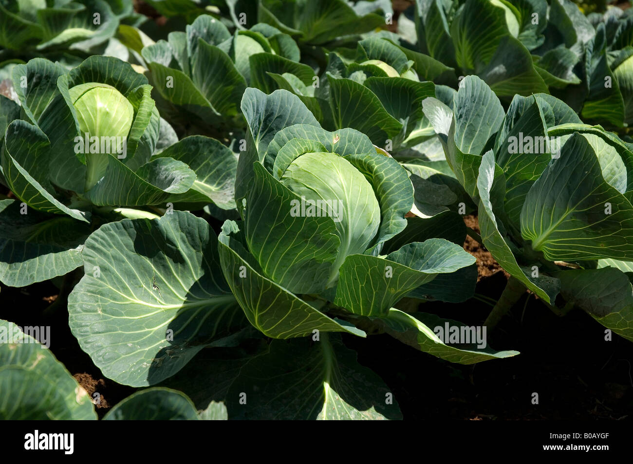Cabbages cabbage vegetable plants growing on an allotment vegetables ...