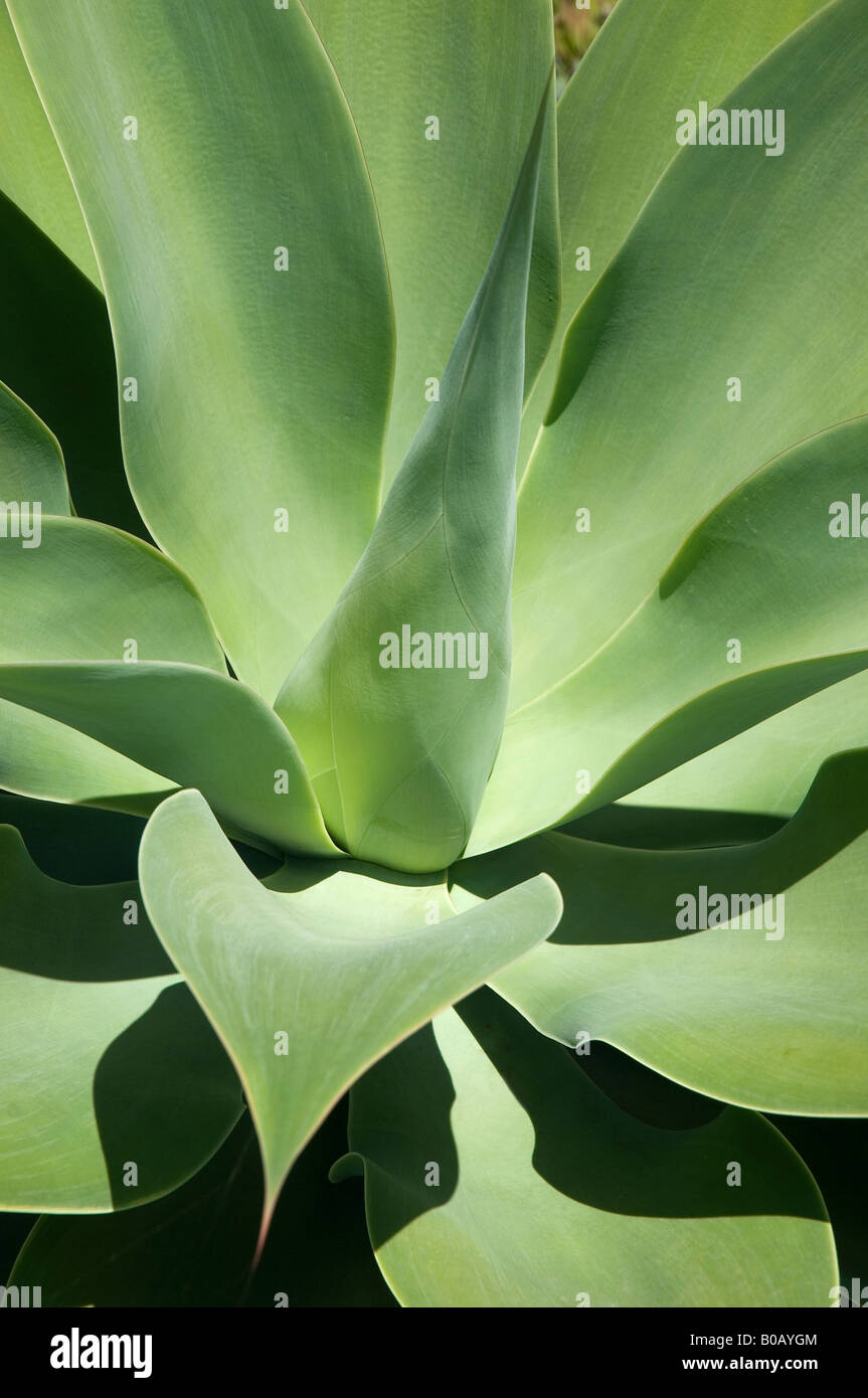 Close up agave attenuata genus agavaceae plant succulent succulents ...
