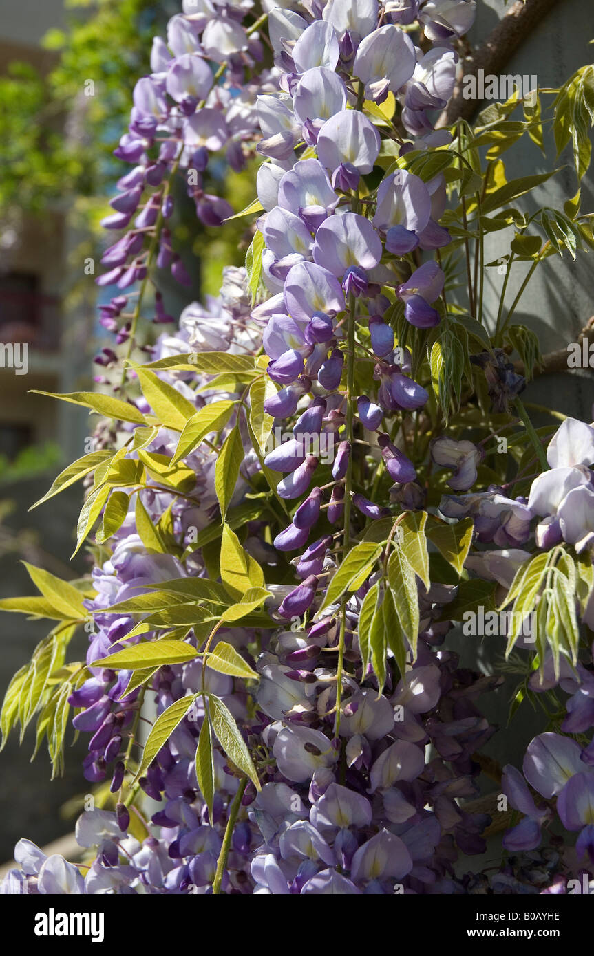 Climbing wisteria plant hi-res stock photography and images - Alamy