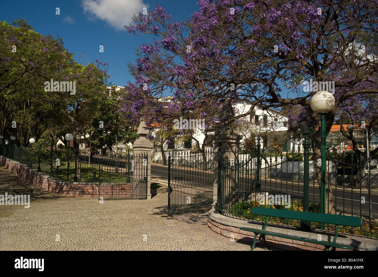 Jacaranda tree in flower flowering at entrance to Santa Catarina public ...