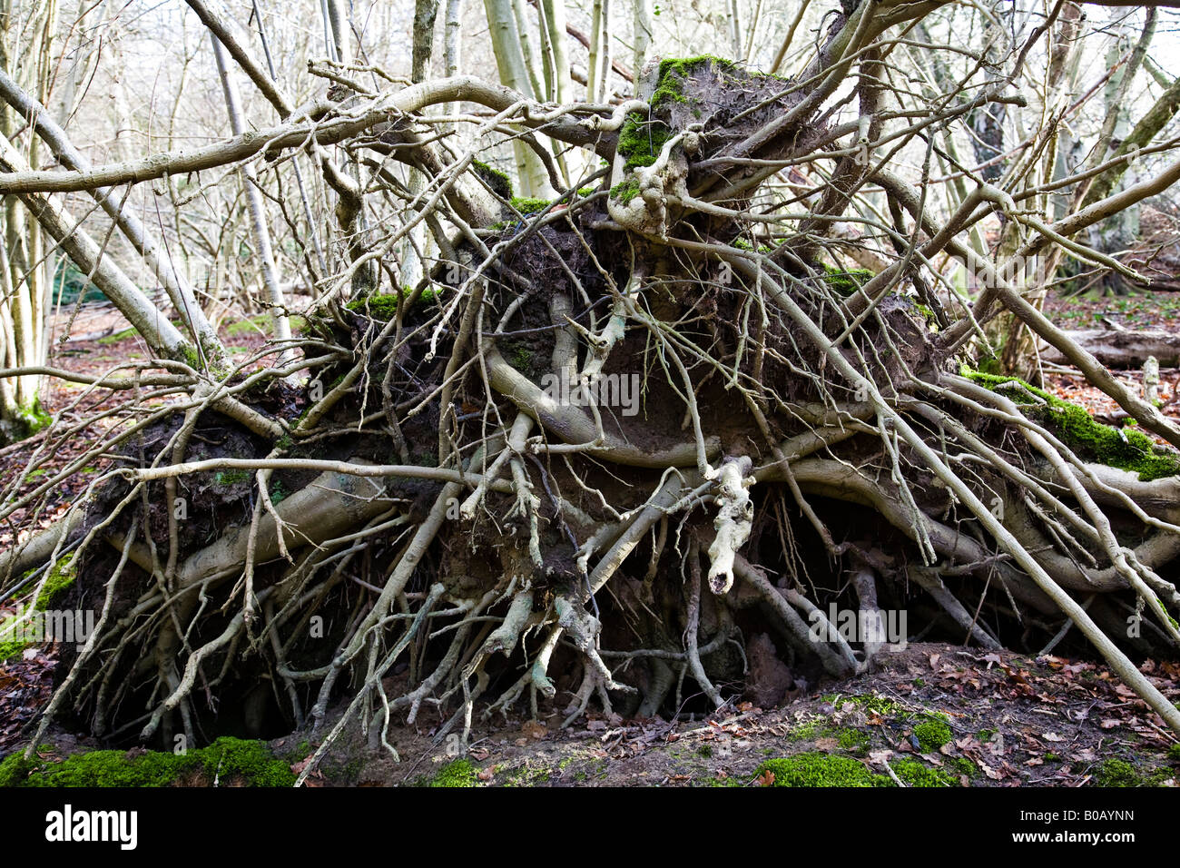 Uprooted tree woodland hi-res stock photography and images - Alamy