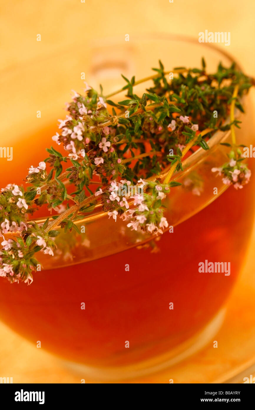 Thyme infusion hi-res stock photography and images - Alamy