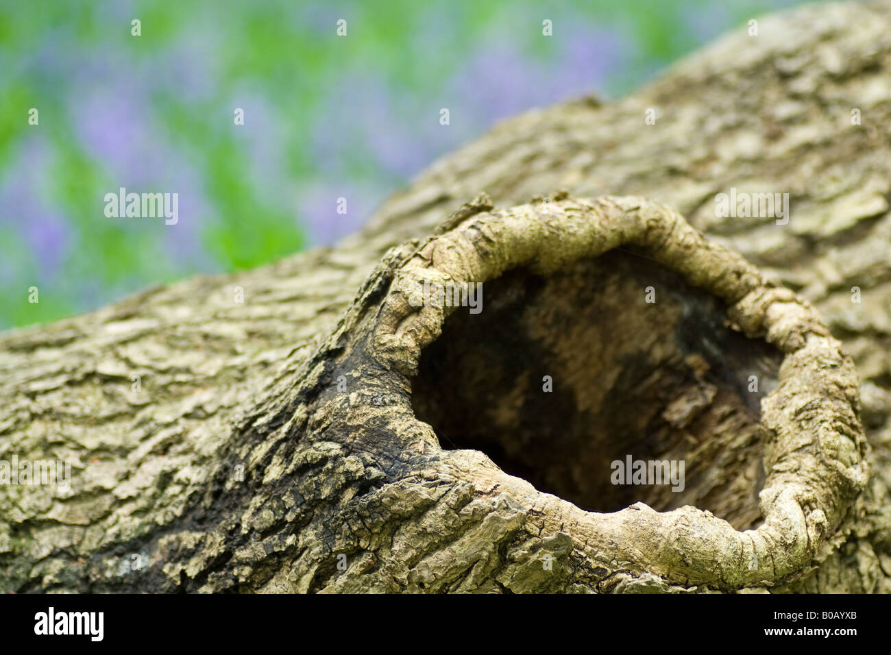 Hollow Tree Uk High Resolution Stock Photography and Images - Alamy