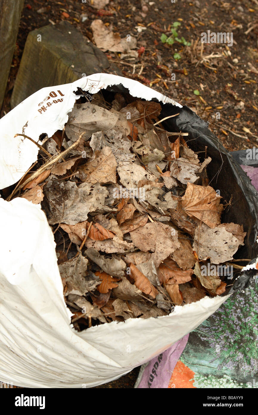 Gardening collecting old autumn fall leaves into an old plastic compost ...