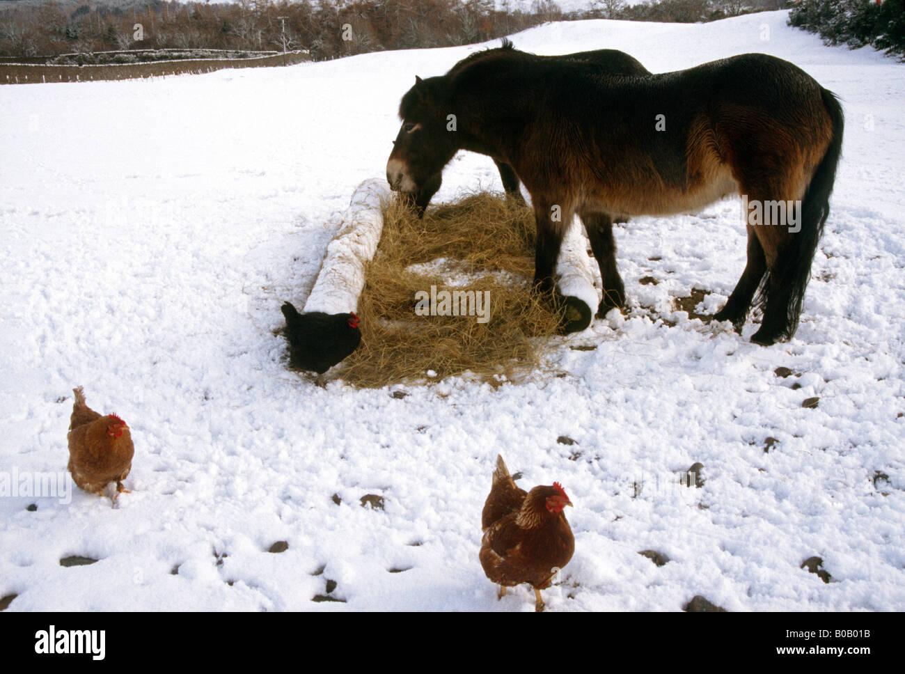 Farm chickens scotland hi-res stock photography and images - Alamy