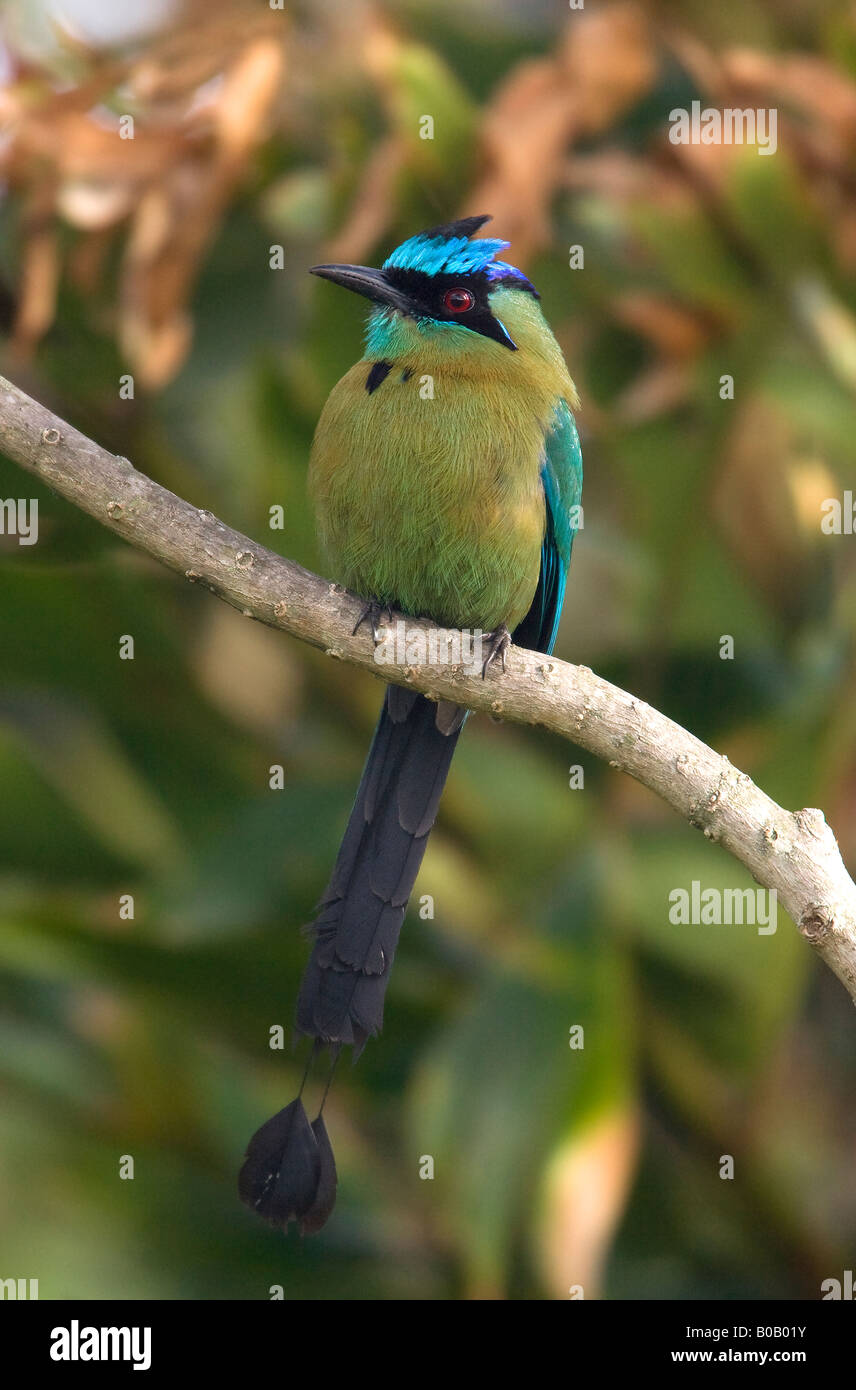 Motmot bird hi-res stock photography and images - Alamy