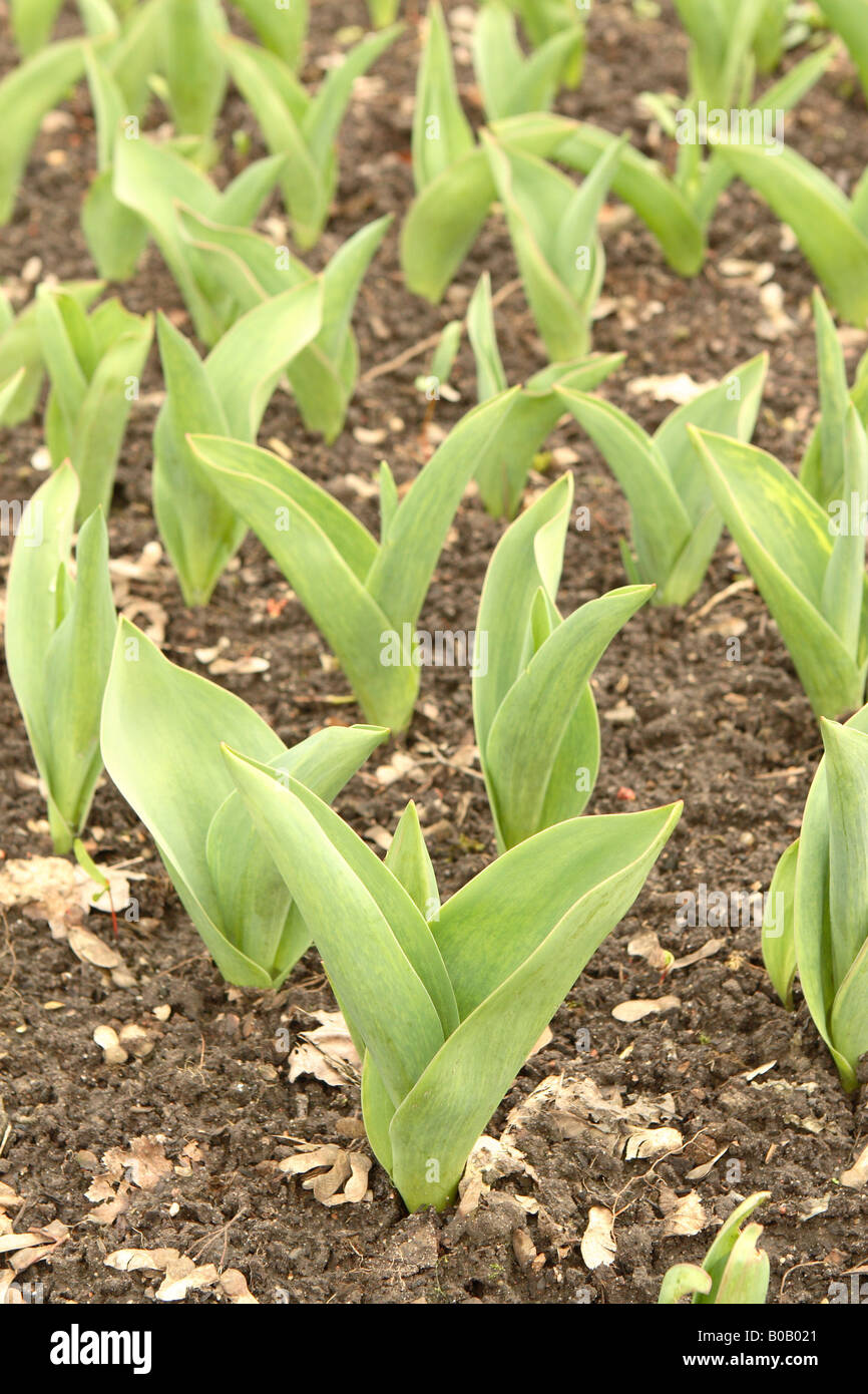 Tulip flower bed in public garden early spring growth Stock Photo - Alamy