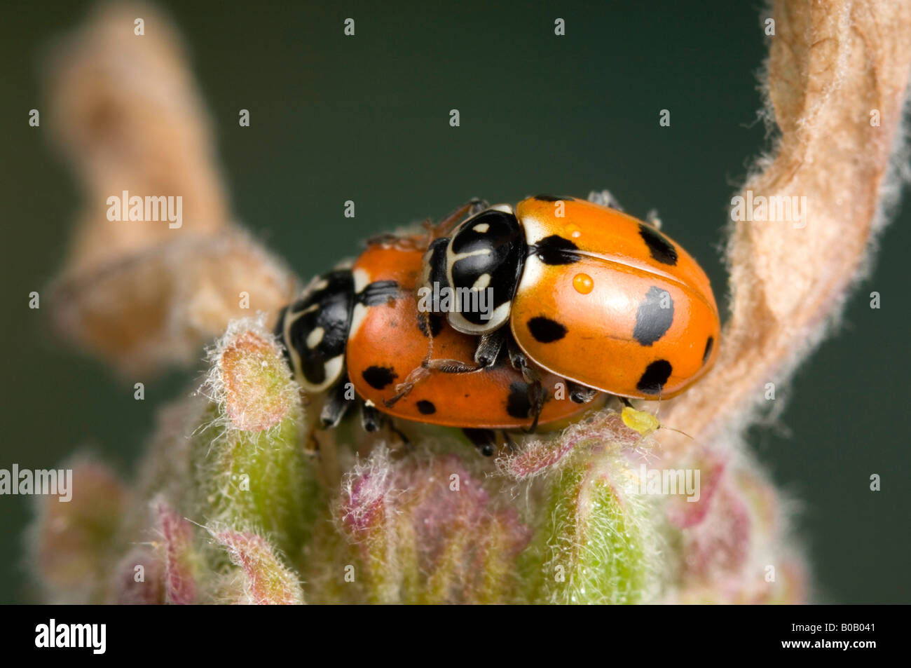 Ladybird beetles hi-res stock photography and images - Alamy