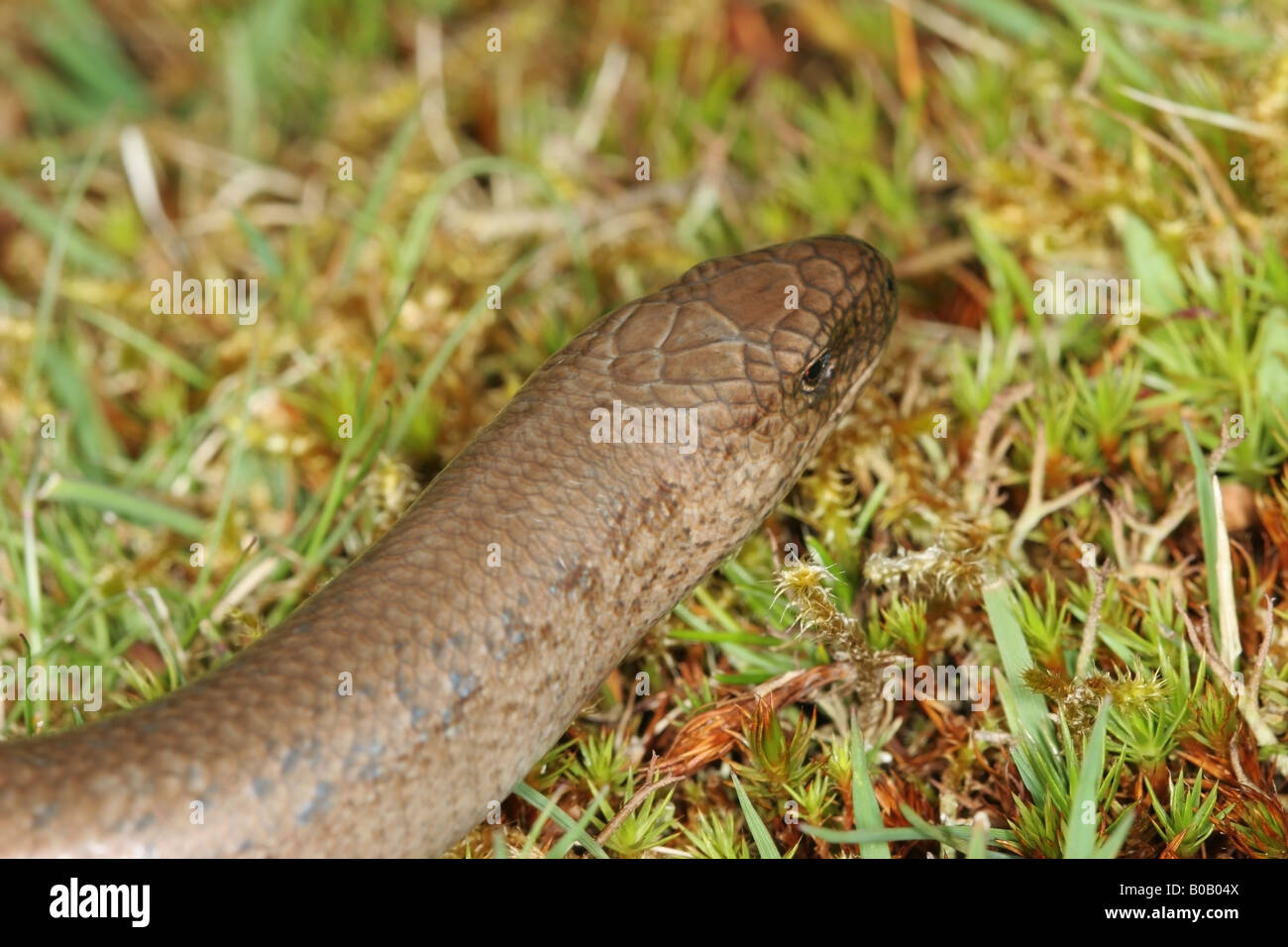 Slow Worm Anguis fragilis in Heathland Habitat Stock Photo - Alamy