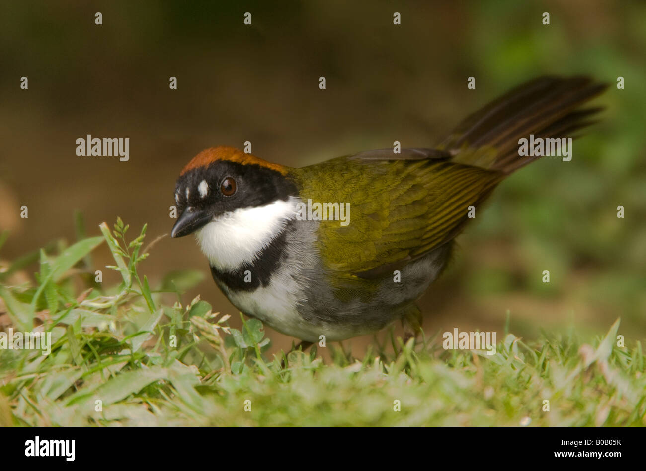 Brush finch hi-res stock photography and images - Alamy
