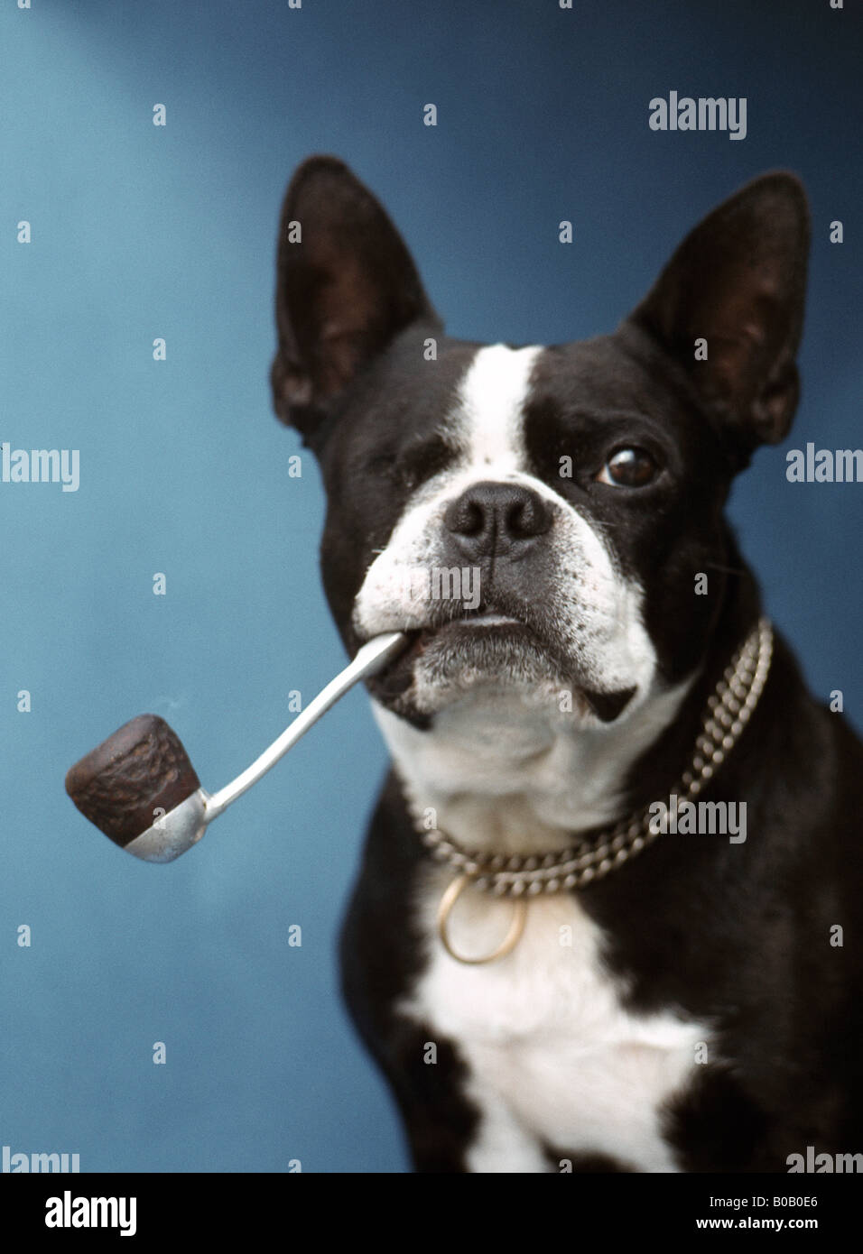 Dog smoking pipe hi-res stock photography and images - Alamy
