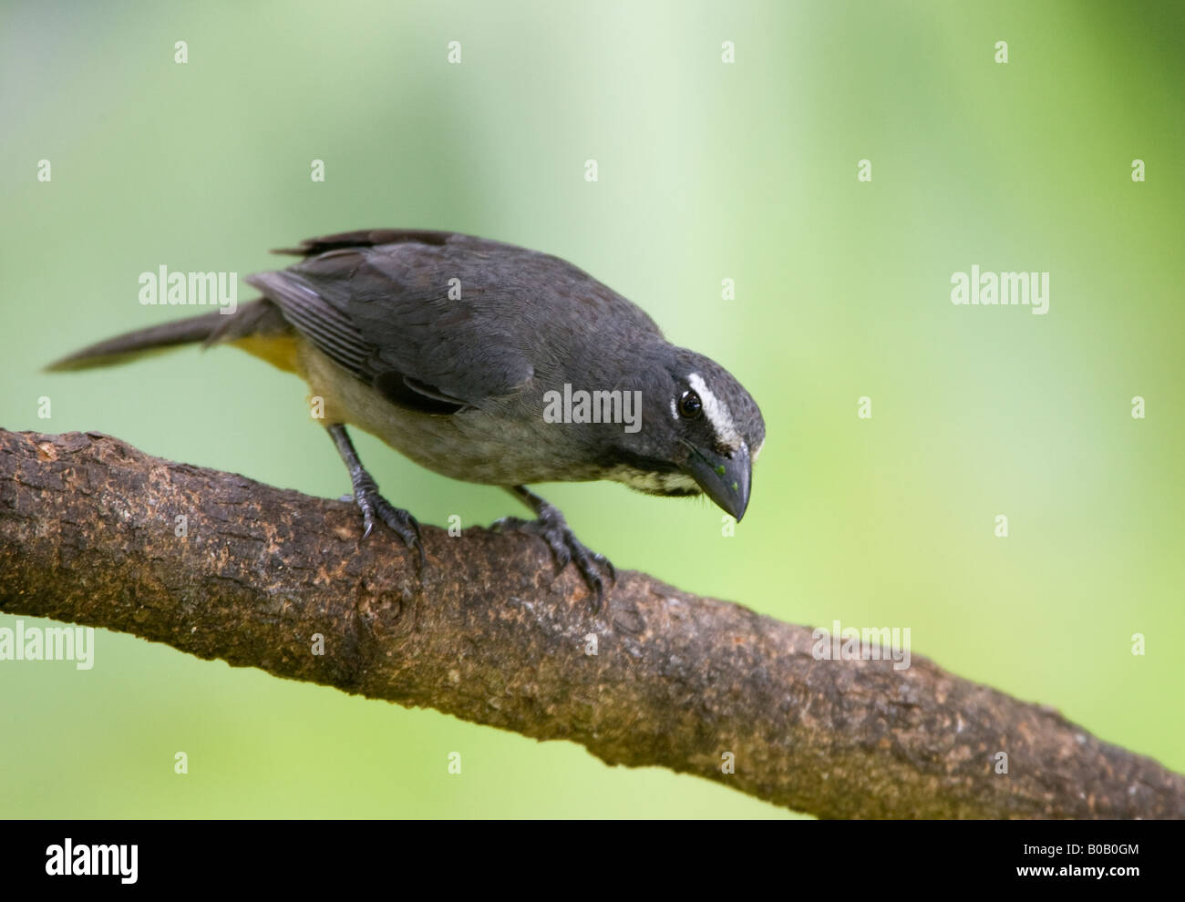 Saltator coerulescens hi-res stock photography and images - Alamy
